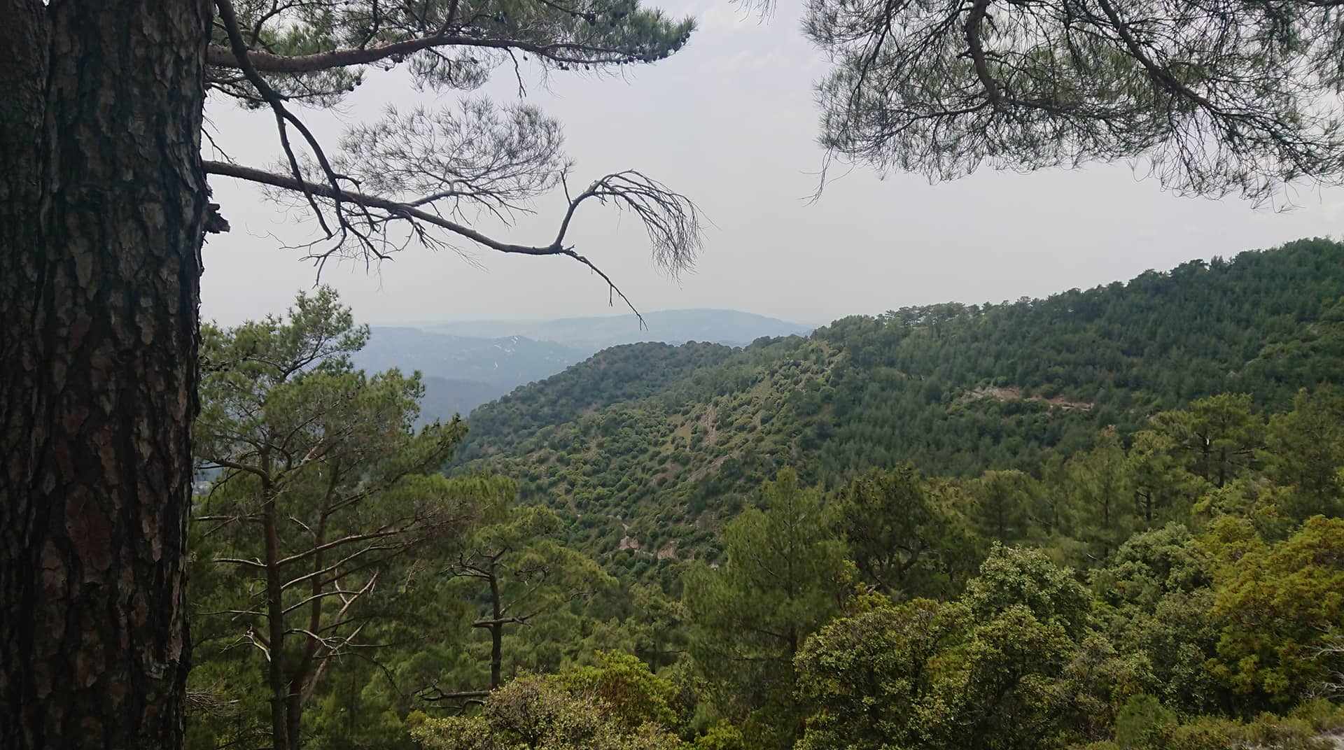 Το δάσος είναι ζωή… - Προστατεύοντας το δάσος προστατεύεις την ζωή!